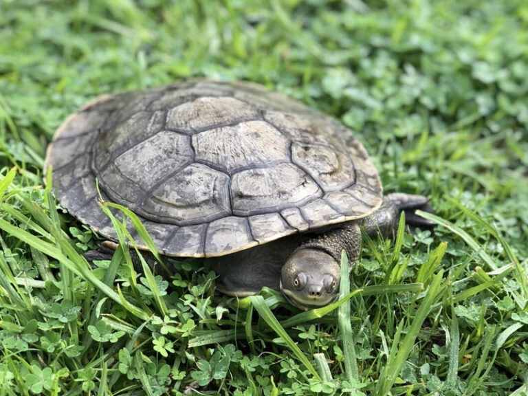 With plenty of space to swim and play, these bonded turtles got their ...