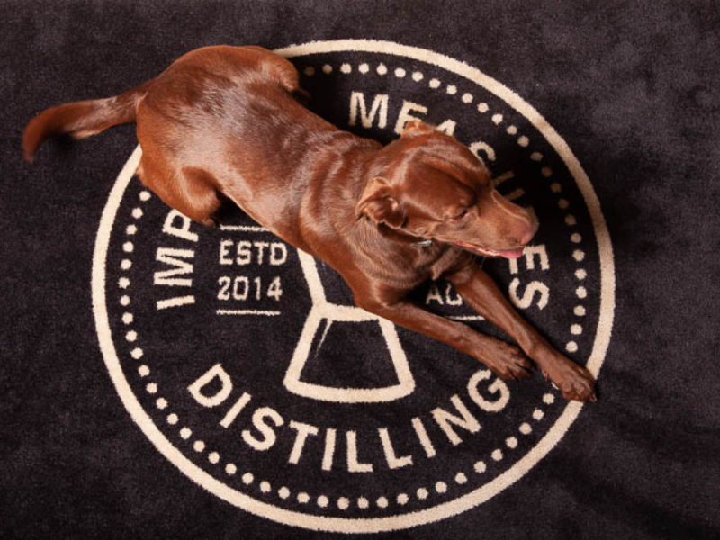 Meet the Distillery Dogs of 2021 - RSPCA South Australia