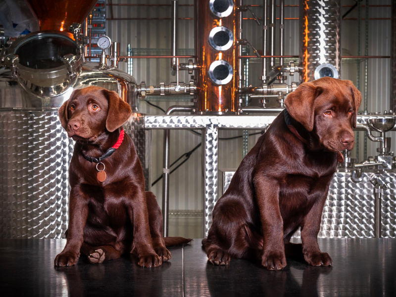 Meet the Distillery Dogs of 2021 - RSPCA SA