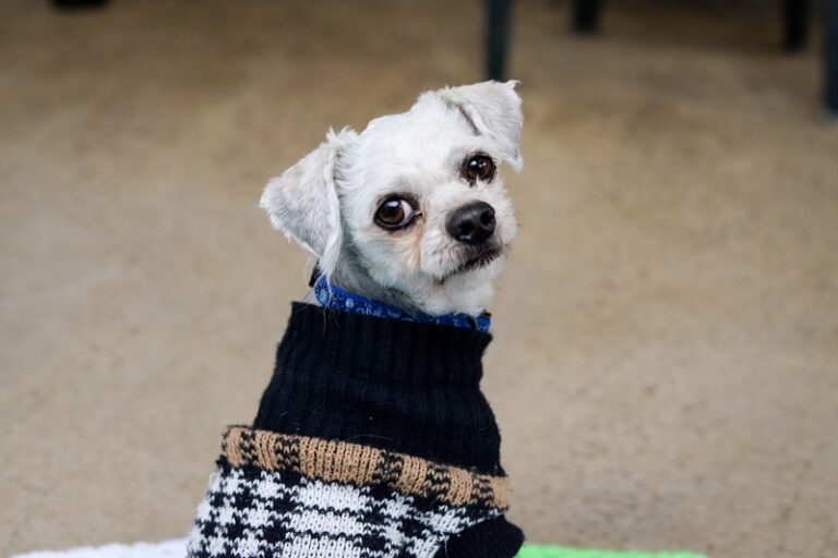 Excessive barking: why your dog does it, and how to get them to stop ...