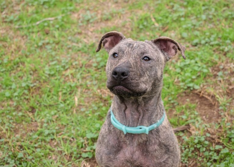 Excessive barking: why your dog does it, and how to get them to stop ...