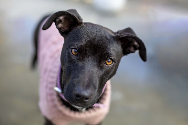 Excessive barking: why your dog does it, and how to get them to stop ...