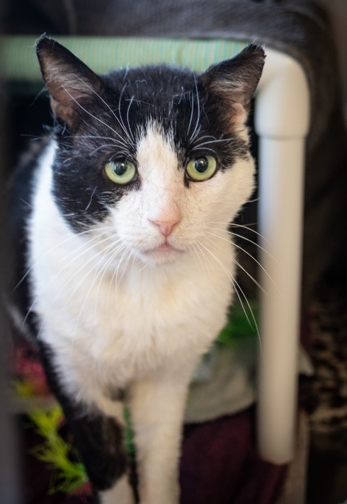 Record number of felines in RSPCA SA’s care - RSPCA South Australia