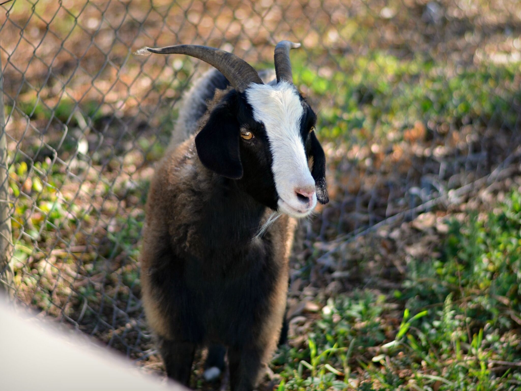 Caring for Goats: the Dos and Don'ts - RSPCA South Australia