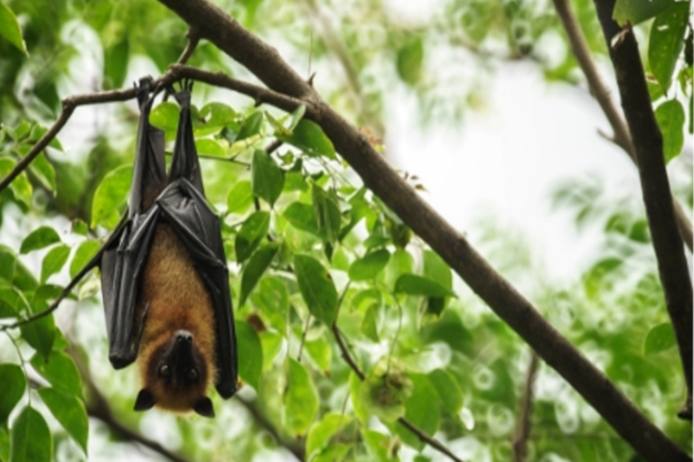 Here's what to do if you find a fruit bat in your backyard - RSPCA ...