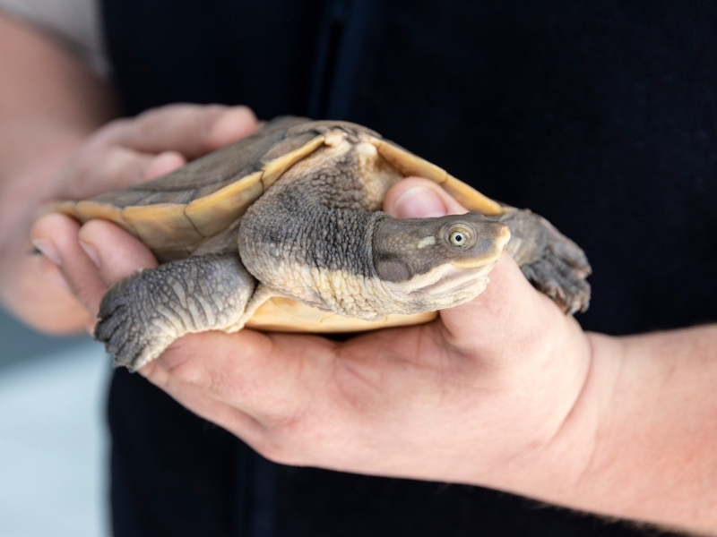 Pets for People with Allergies - RSPCA South Australia