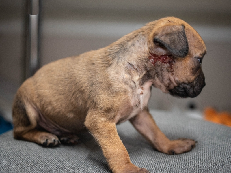 How Can I Fatten Up My Runt Puppy