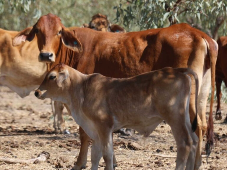 The cruel the bad and the ugly: debunking Australia's live export ...