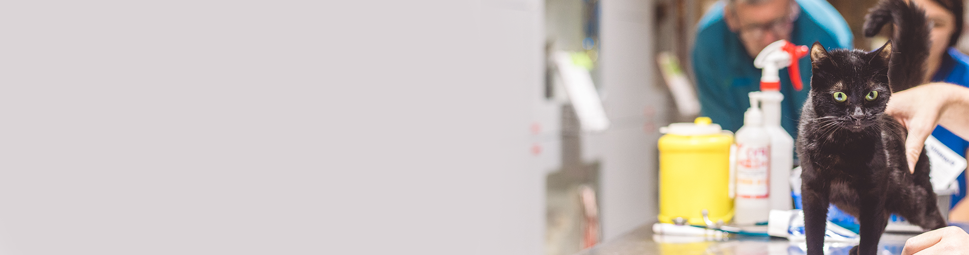 Careers and employment - RSPCA South Australia