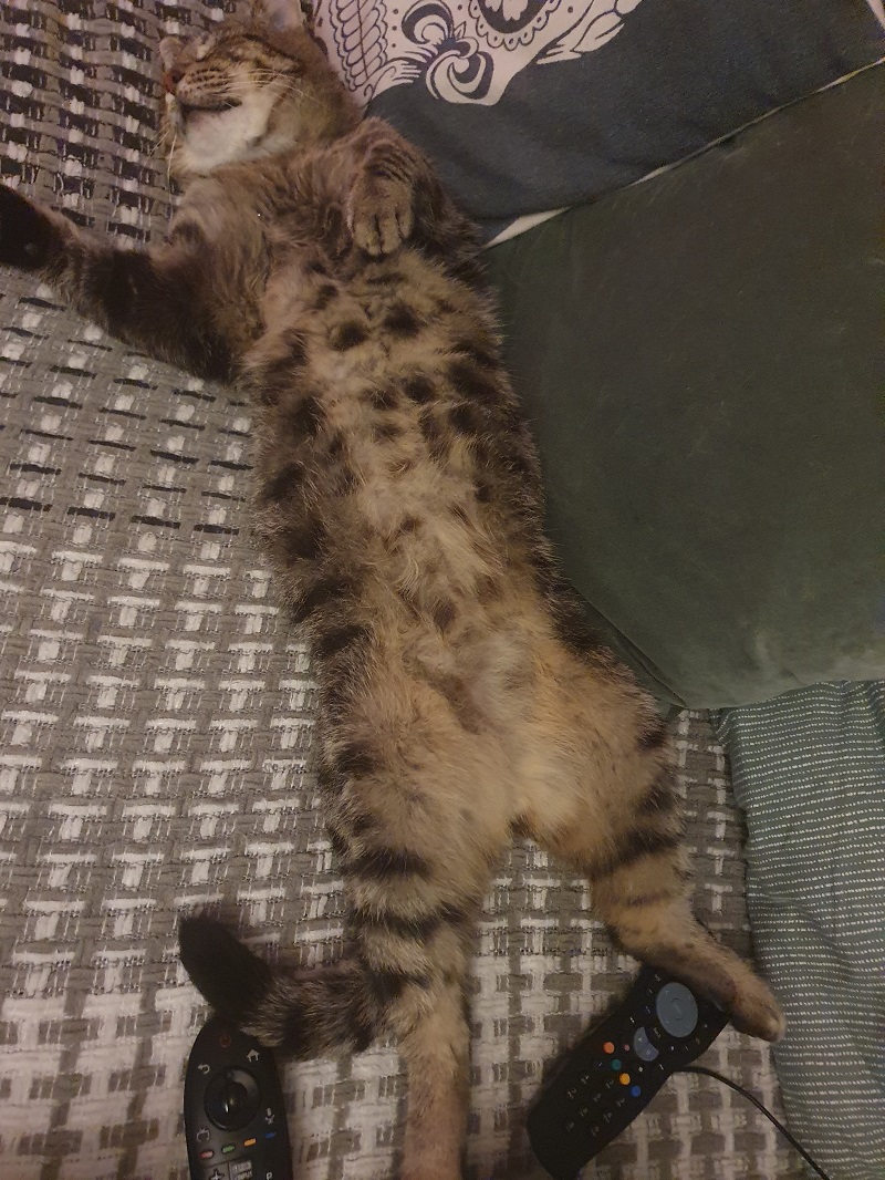 King Arthur's happy ever after - RSPCA South Australia