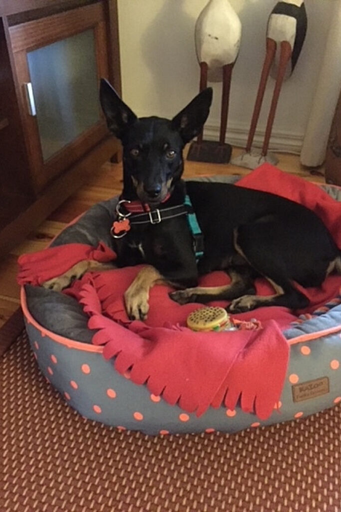 Shadow the dog with two forever homes - RSPCA South Australia