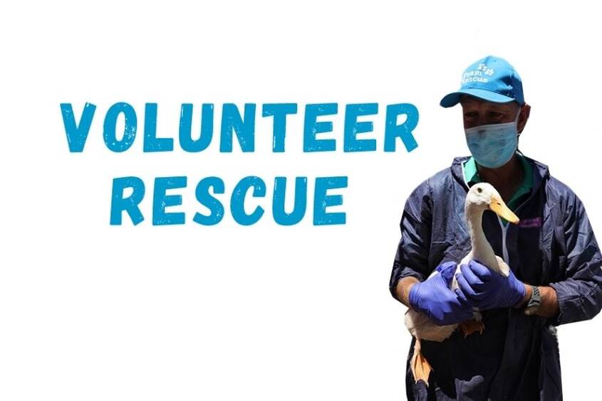 Volunteering – RSPCA South Australia
