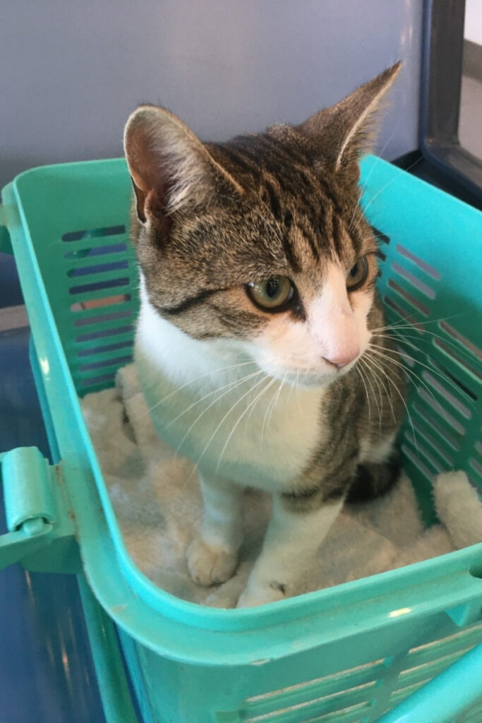 A branch too far: rescuing cats trapped in trees - RSPCA South Australia