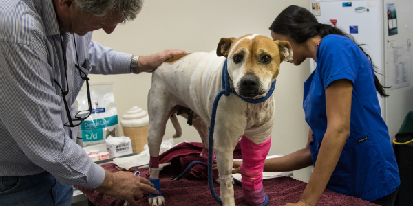 Emergency appeals - RSPCA South Australia