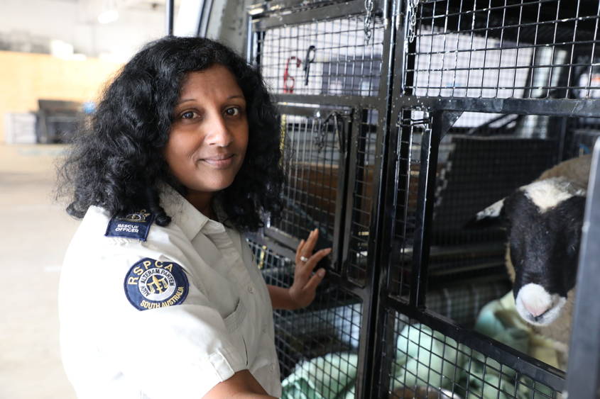 Animal rescue stories – RSPCA South Australia