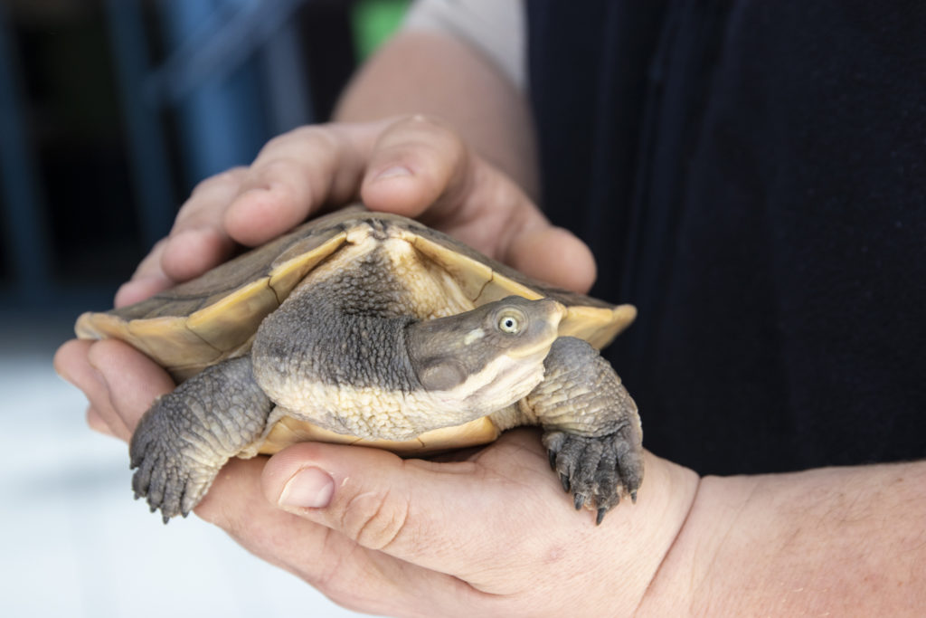 Rehome Pet Adelaide? Best Option Here | RSPCA South Australia