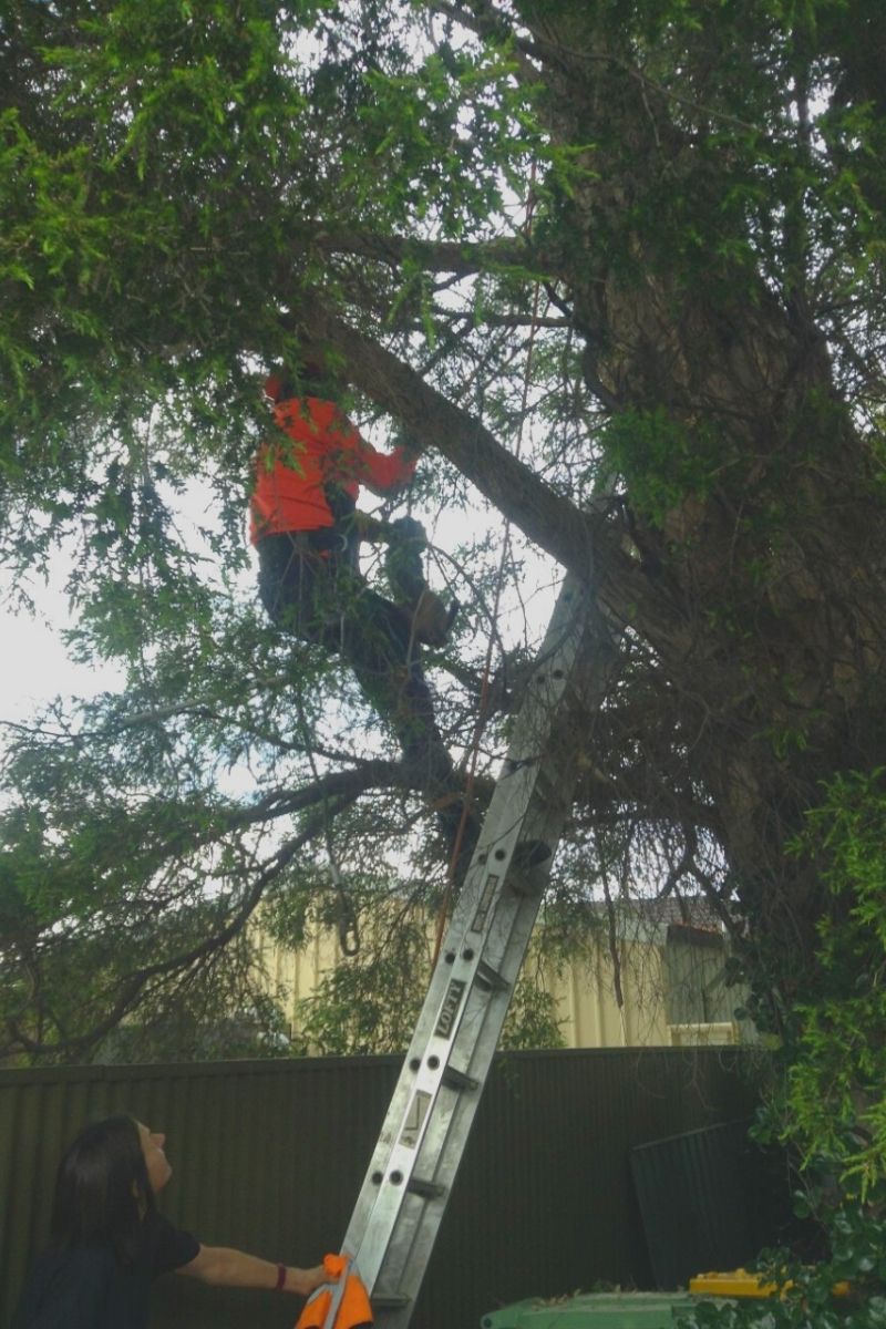 Cats trapped in trees, drains and rainwater tanks - read more in our ...