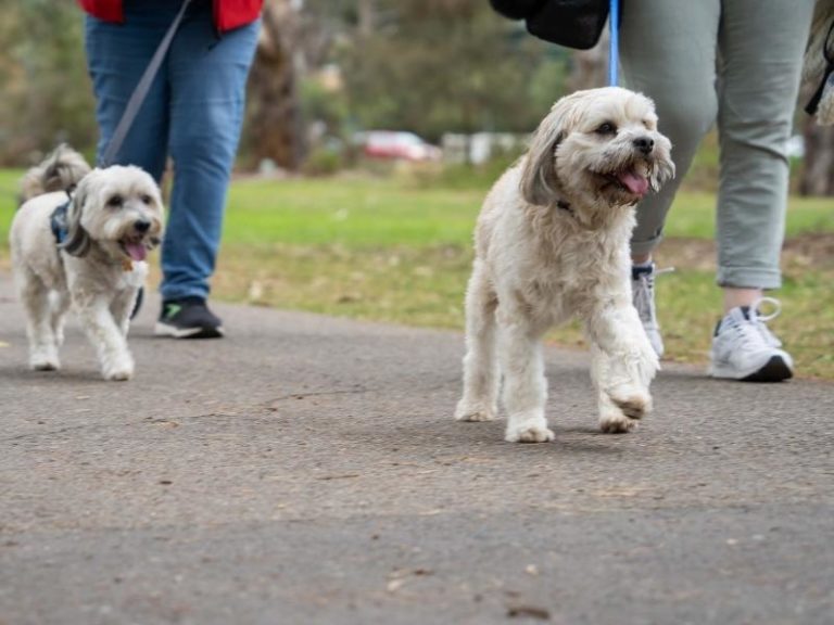 Paws on the pavement – Walking your dog during summer - RSPCA South ...