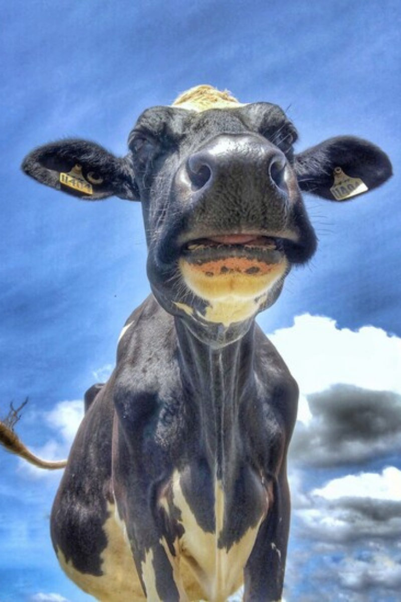 A MOOving collection of this year's Pet Photo contest winners and ...