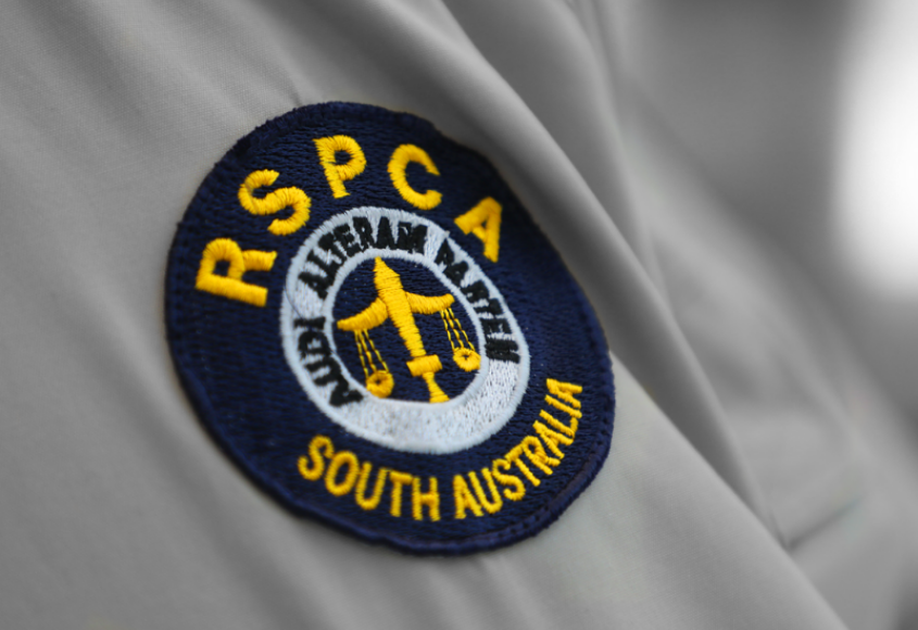 Blog - RSPCA South Australia