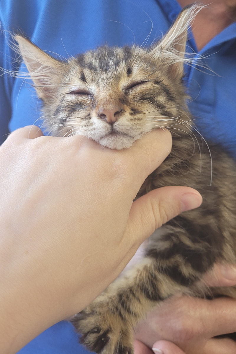 When Marlo got stuck in a tree, RSPCA SA and MFS Firefighters raced to ...