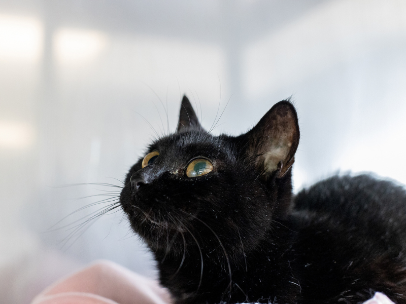 At almost 100 in cat years, Pippin outlived her two previous owners and ...