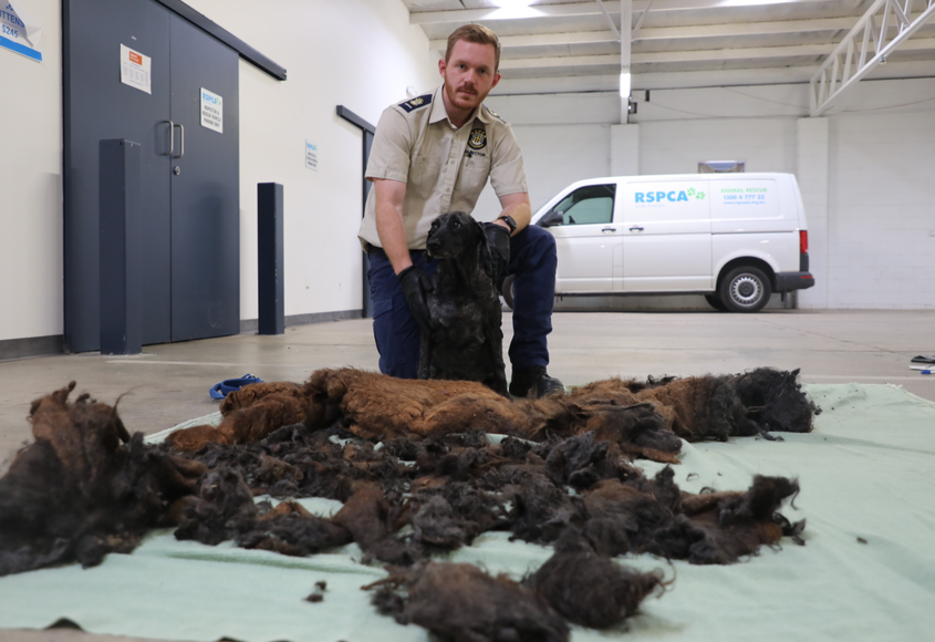 Media releases - RSPCA South Australia