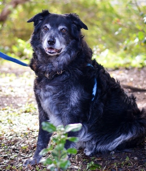 Fifty dogs need homes – help clear the kennels - RSPCA South Australia