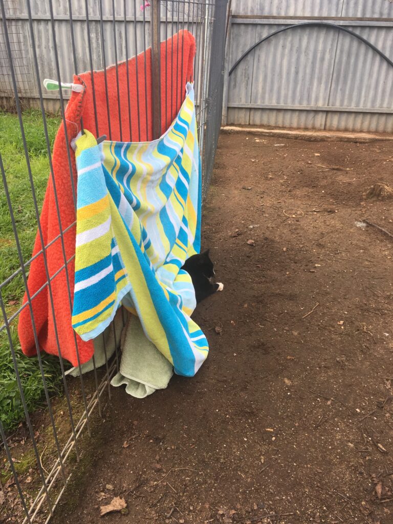 Cat makes a remarkable recovery after a run in with a pool fence ...