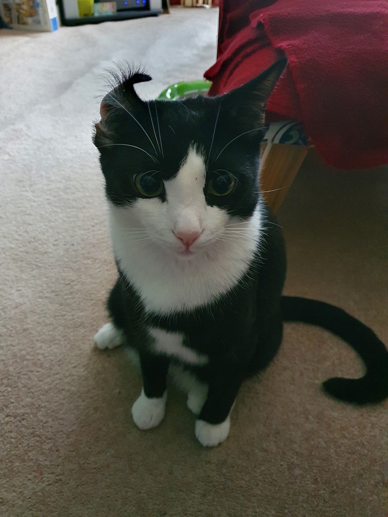 How rescue kitten Mitzi’s unconditional love healed a broken heart ...