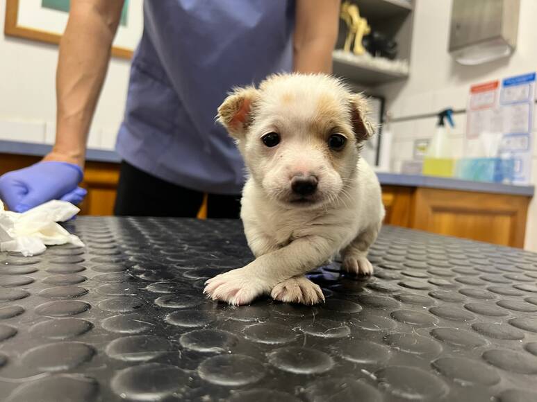 Animal rescue stories – RSPCA South Australia