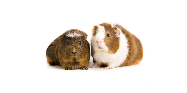 Guinea Pigs Form for Foster Carers - RSPCA South Australia