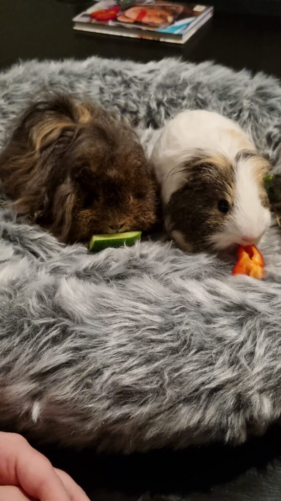 Samuel's unbreakable bond with rescue guinea pigs - RSPCA South Australia