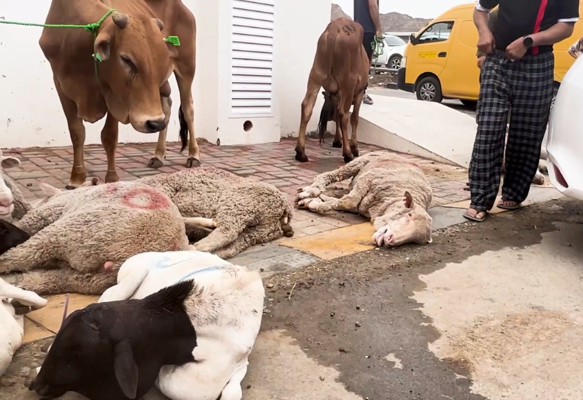 Live export – RSPCA South Australia