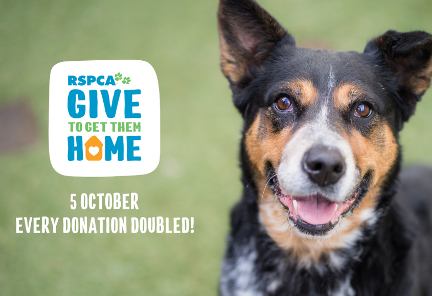 Media releases - RSPCA South Australia