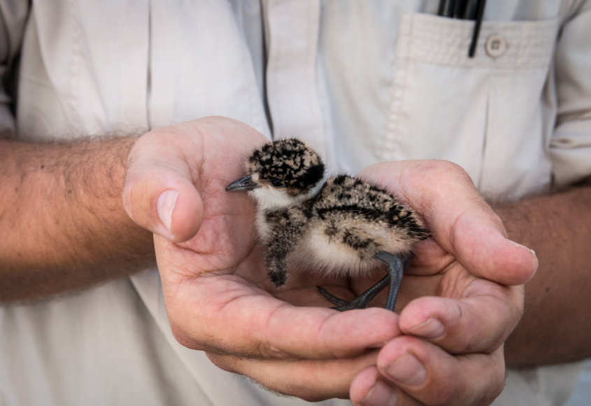 Looking out for nesting birds in spring - RSPCA South Australia