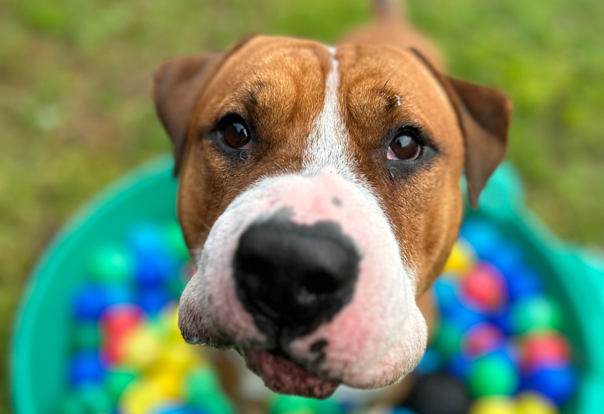 All animals 50% off at three-day adoption drive