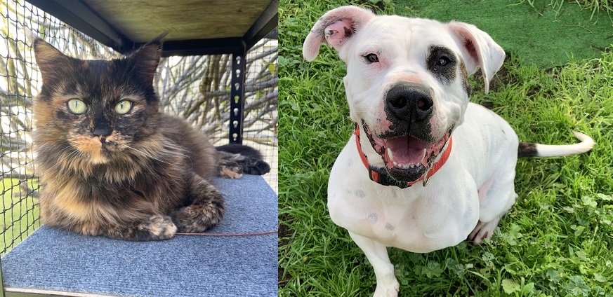 All animals 50% off at three-day adoption drive