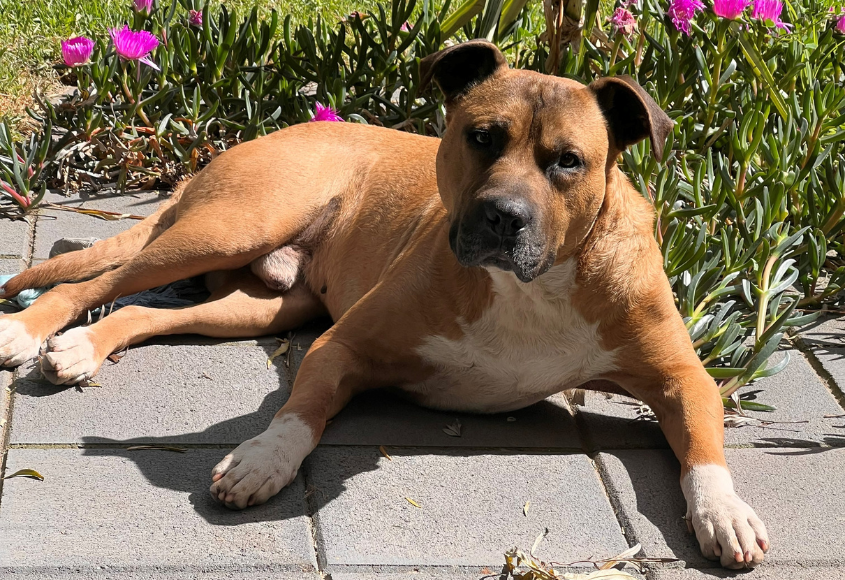 Happy tails – RSPCA South Australia