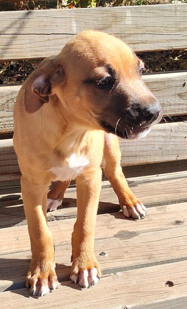 Rescue dog Rusty is living his best life with loving family - RSPCA ...