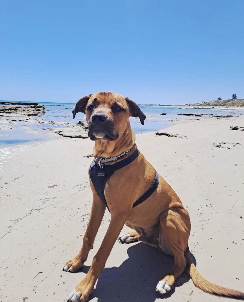 Rescue dog Rusty is living his best life with loving family - RSPCA ...