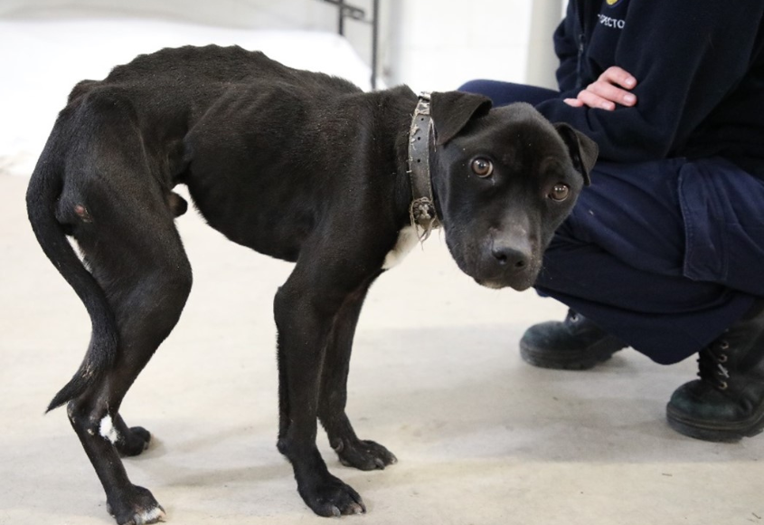 Media releases - RSPCA South Australia