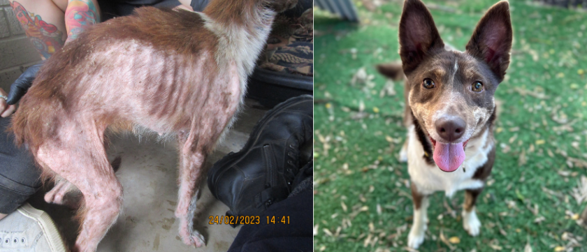 Registered dog breeder convicted for the ill-treatment of nine dogs and ...