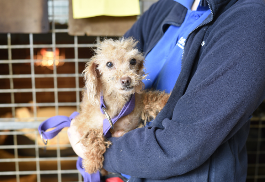 House of horrors highlights need for legal reform around animal ...