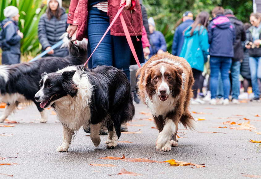 Thirty years of paws walking for a great cause