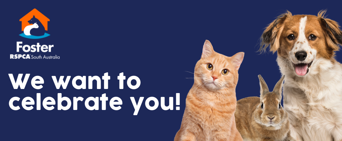 RSVP Foster Carer Celebration Afternoon Tea - RSPCA South Australia