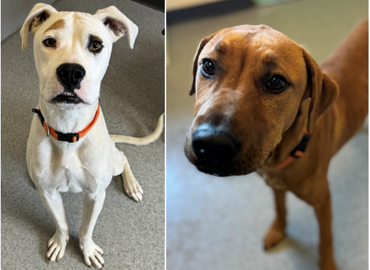 Chance for sneak peak at RSPCA’s new home