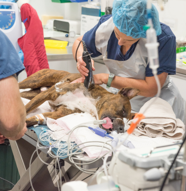 Emergency appeals - RSPCA South Australia