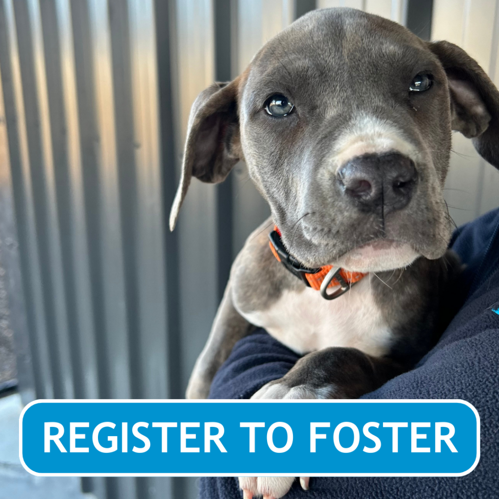 Animal Foster Care in Adelaide | RSPCA South Australia