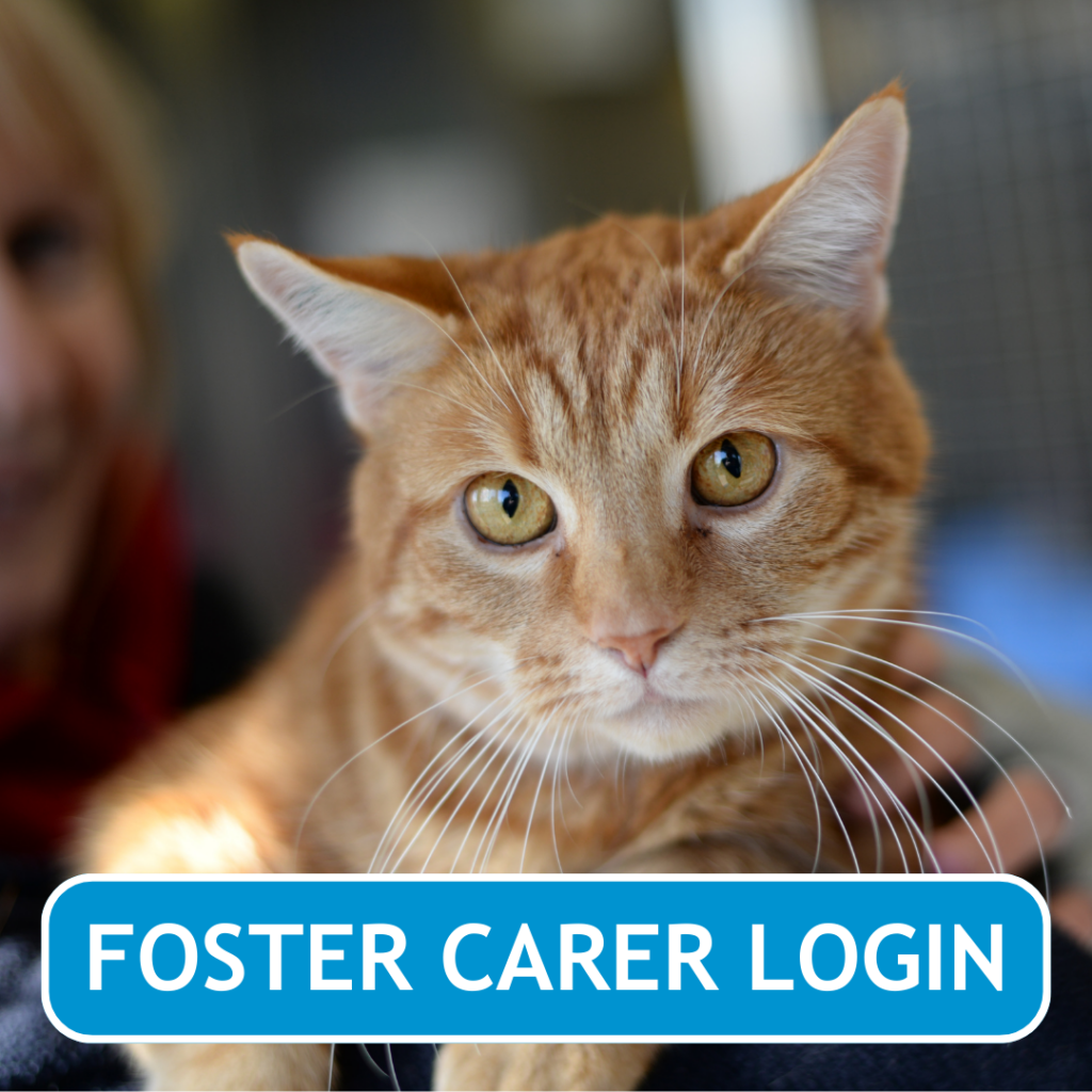Animal Foster Care in Adelaide | RSPCA South Australia